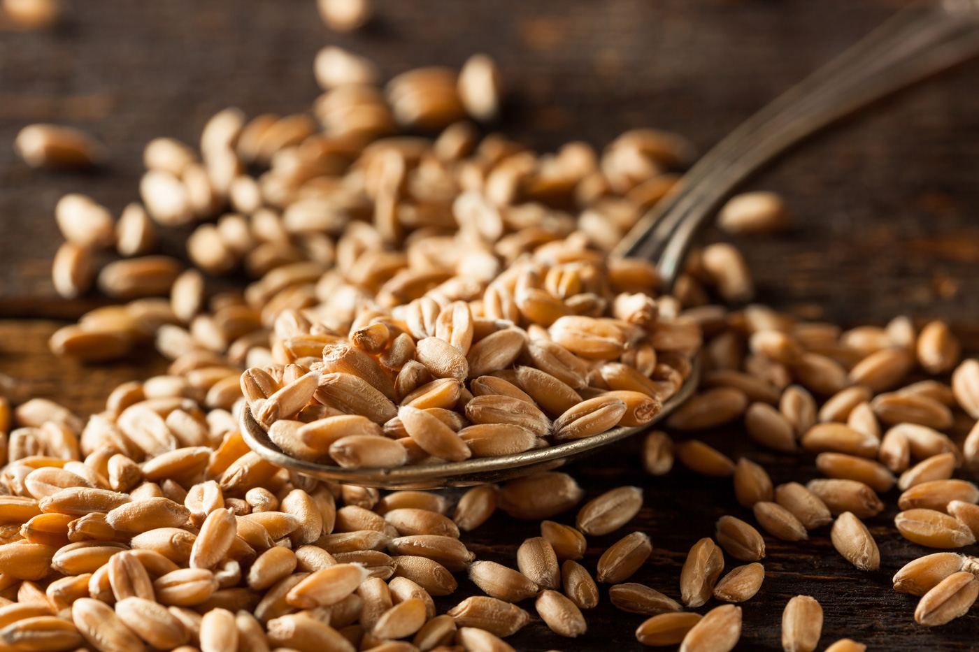 Il farro spelta | La Raia